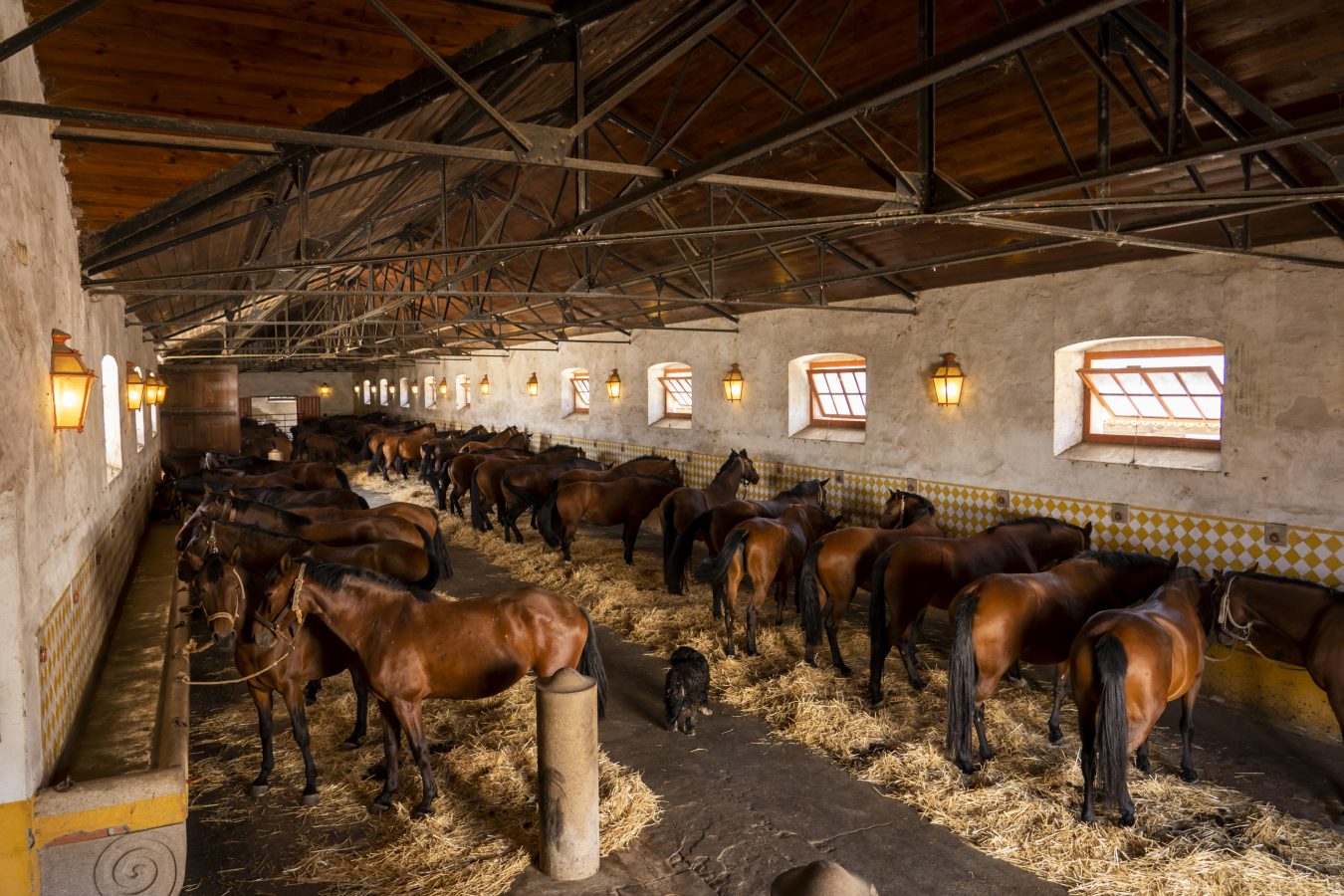 The Alter Royal stud farm - Equilife World
