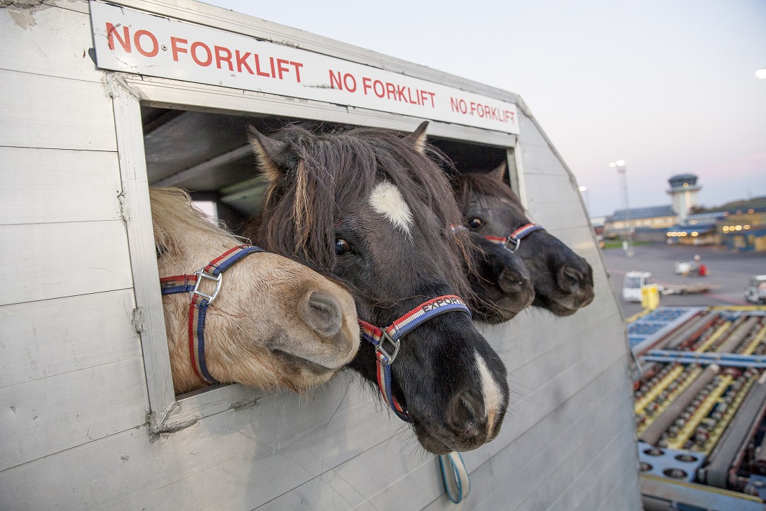 GREATEST ICELANDIC HORSE EXPORT IN 23 YEARS! - Equilife World